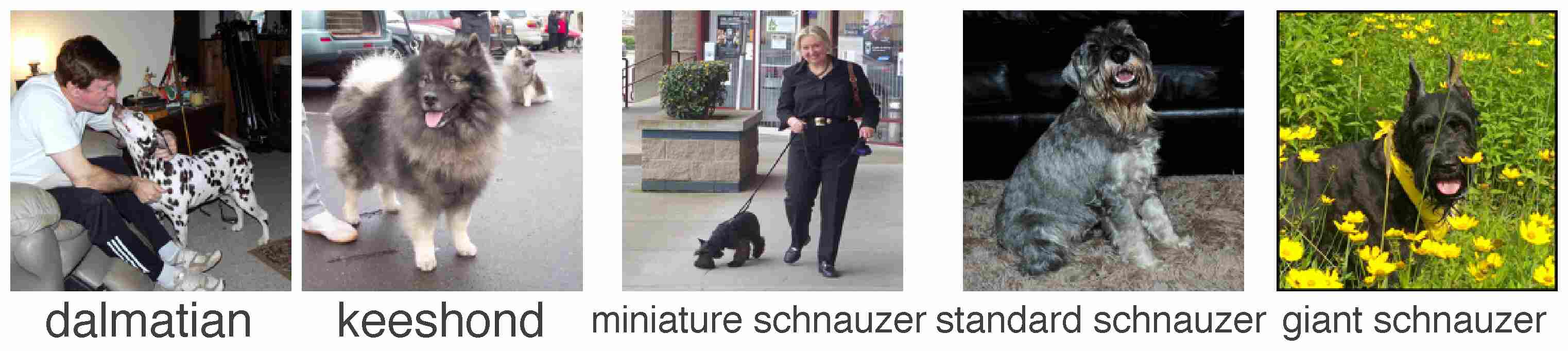 ImageNet Large Scale Visual Recognition Challenge | DeepAI