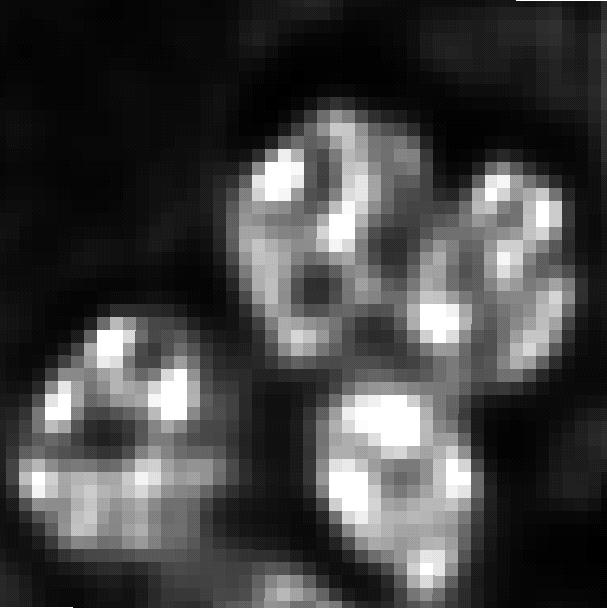 Convexity Shape Constraints for Image Segmentation | DeepAI