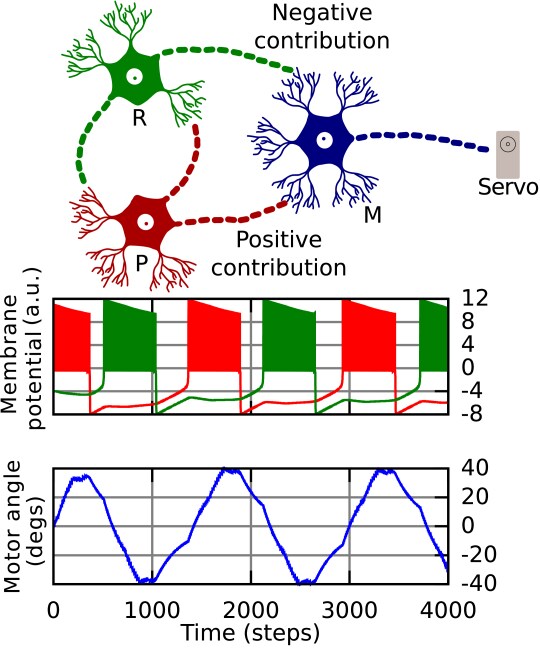 Central Pattern Generators for the control of robotic systems | DeepAI