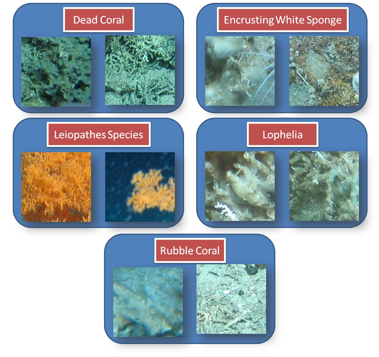 Sparse Coral Classification Using Deep Convolutional Neural Networks ... Sparse Coral Classification Using Deep Convolutional Neural Networks ...
