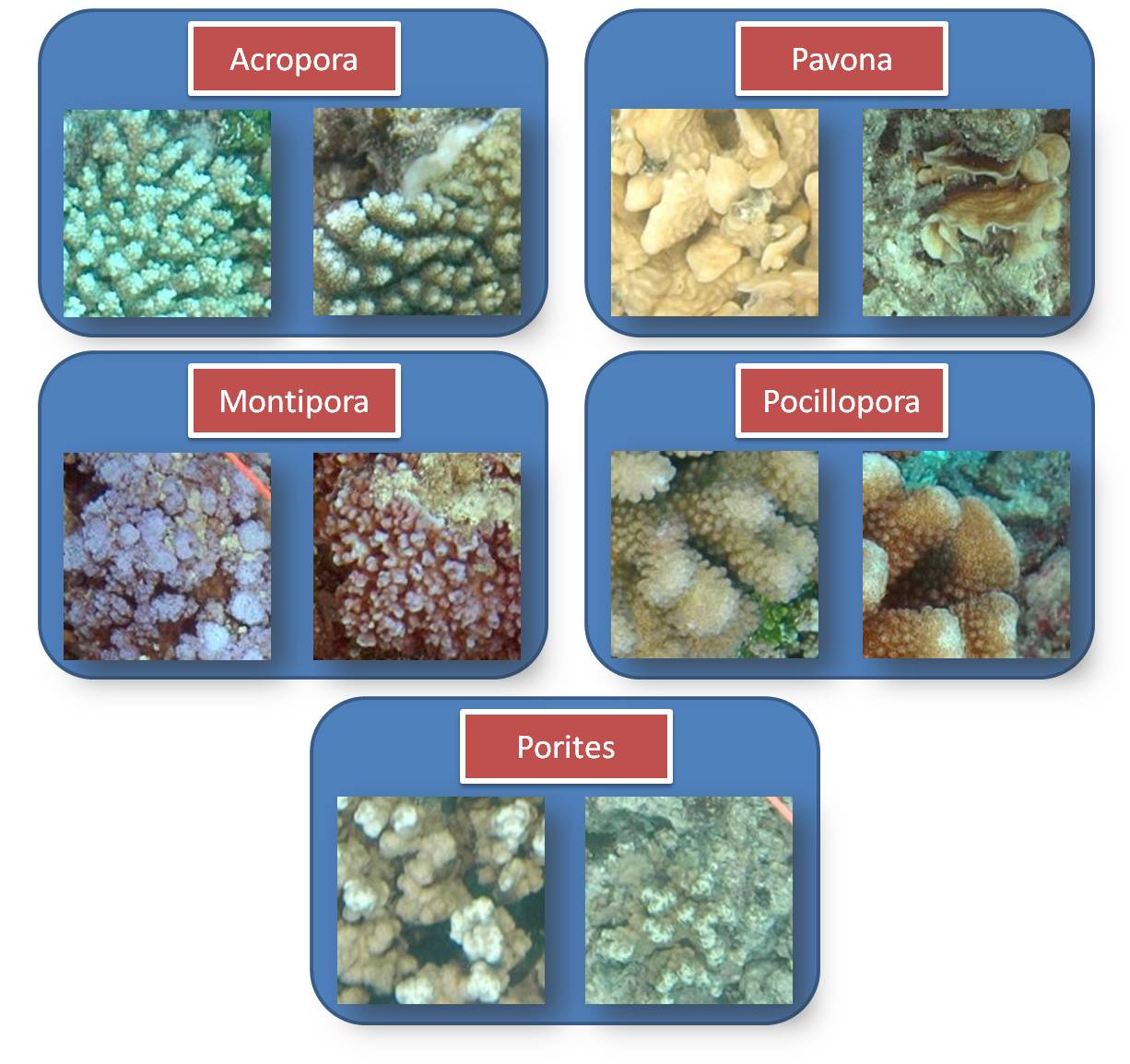 Sparse Coral Classification Using Deep Convolutional Neural Networks ... Sparse Coral Classification Using Deep Convolutional Neural Networks ...