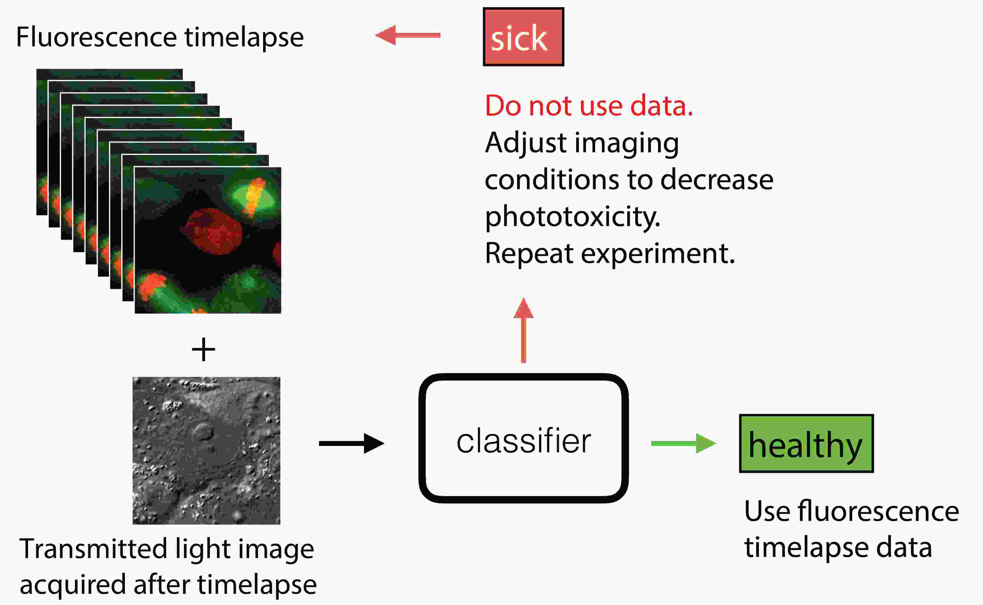 DeadNet: Identifying Phototoxicity from Label-free Microscopy Images of ...