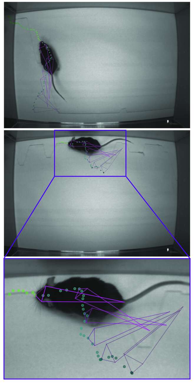 Markerless tracking of user-defined features with deep learning | DeepAI