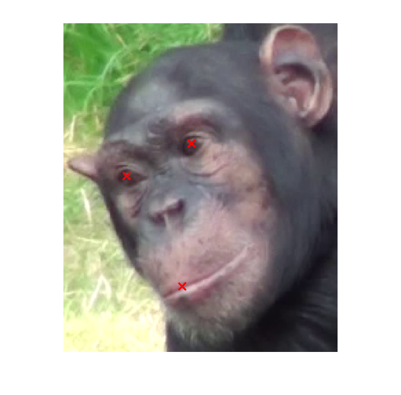 Face Recognition: Primates in the Wild | DeepAI