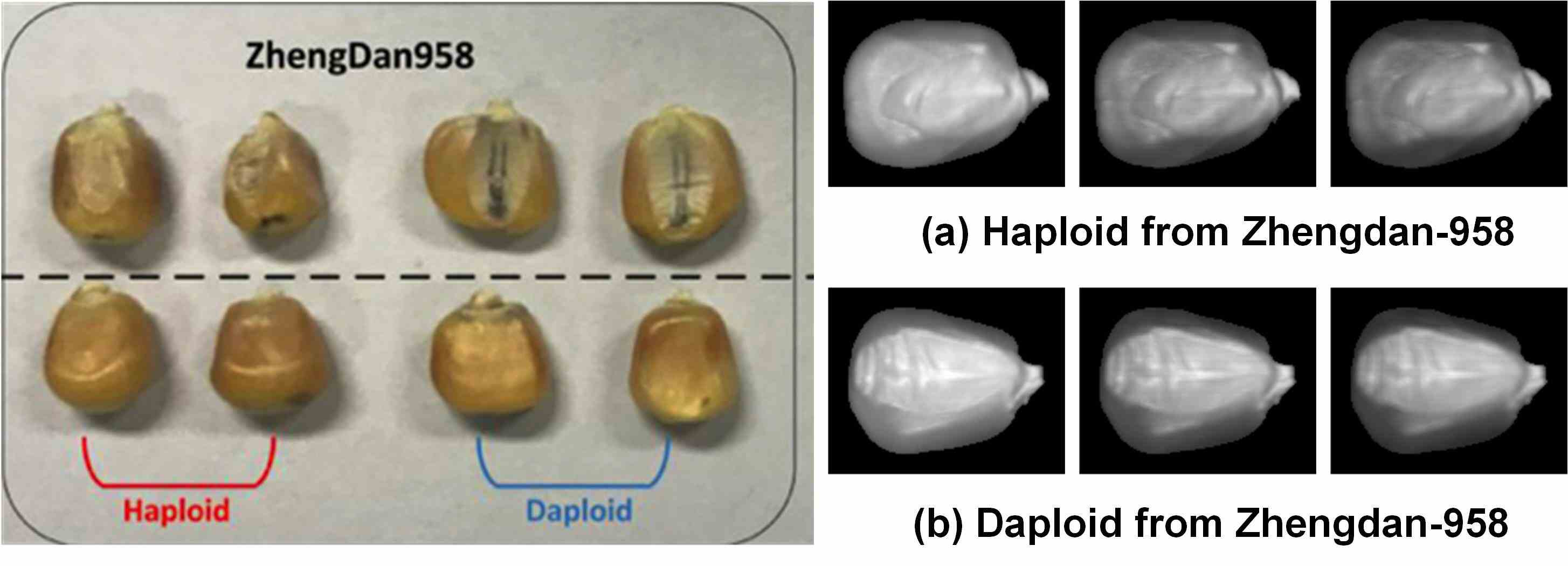 Hyperspectral Imaging Technology and Transfer Learning Utilized in ...