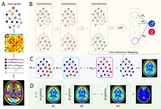 Graph Saliency Maps Through Spectral Convolutional Networks Application To Sex Classification