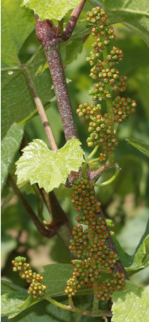 Efficient identification, localization and quantification of grapevine inflorescences in ...