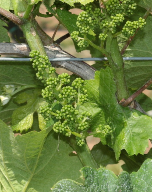 Efficient identification, localization and quantification of grapevine inflorescences in ...
