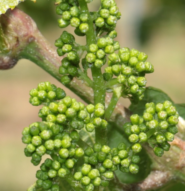Efficient identification, localization and quantification of grapevine inflorescences in ...