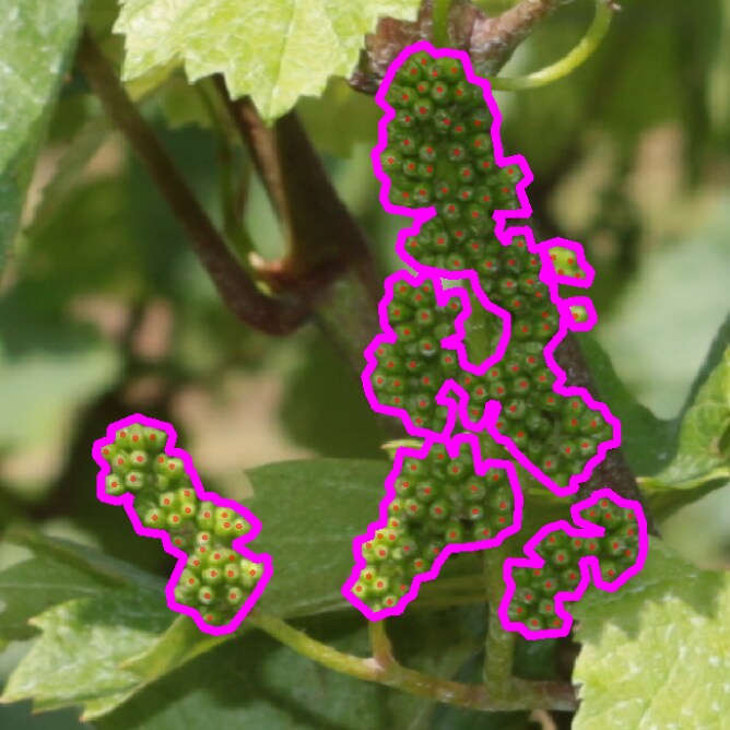 Efficient identification, localization and quantification of grapevine inflorescences in ...