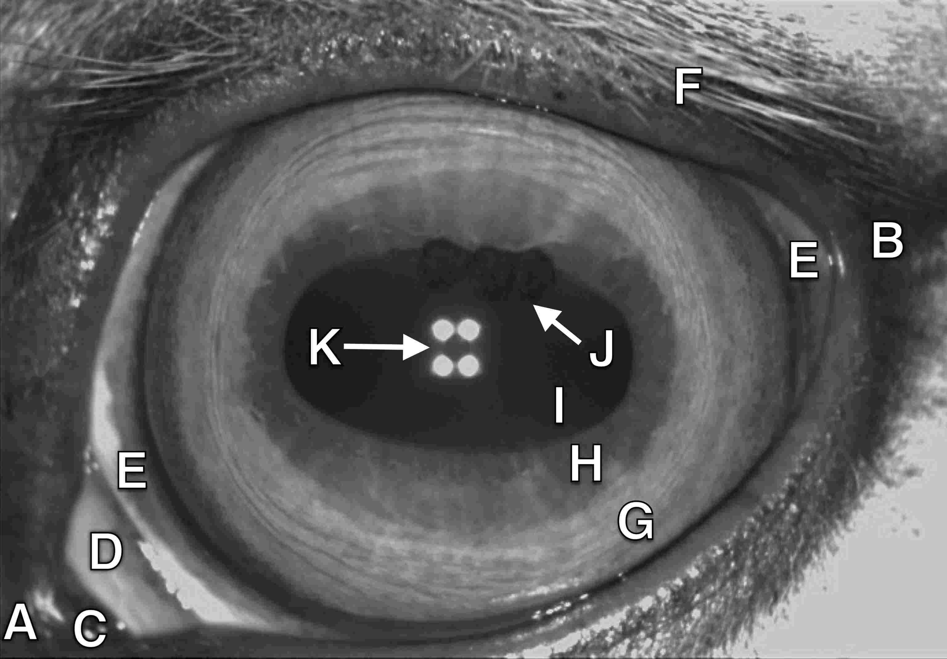 Iris and periocular recognition in arabian race horses using deep convolutional neural networks ...
