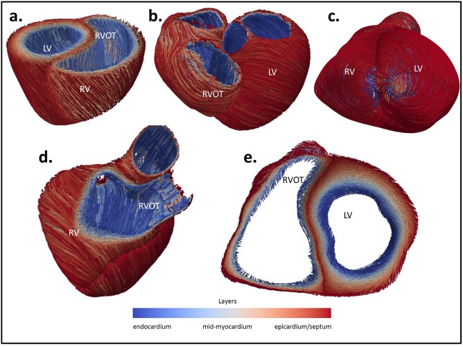 A rule-based method to model myocardial fiber orientation in cardiac ...