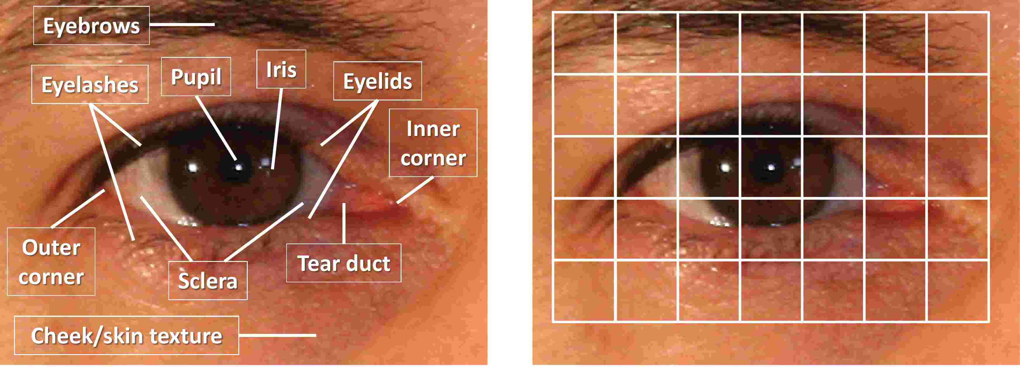 A Survey on Periocular Biometrics Research | DeepAI