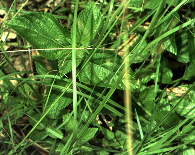 DeepWeeds: A Multiclass Weed Species Image Dataset for Deep Learning ...