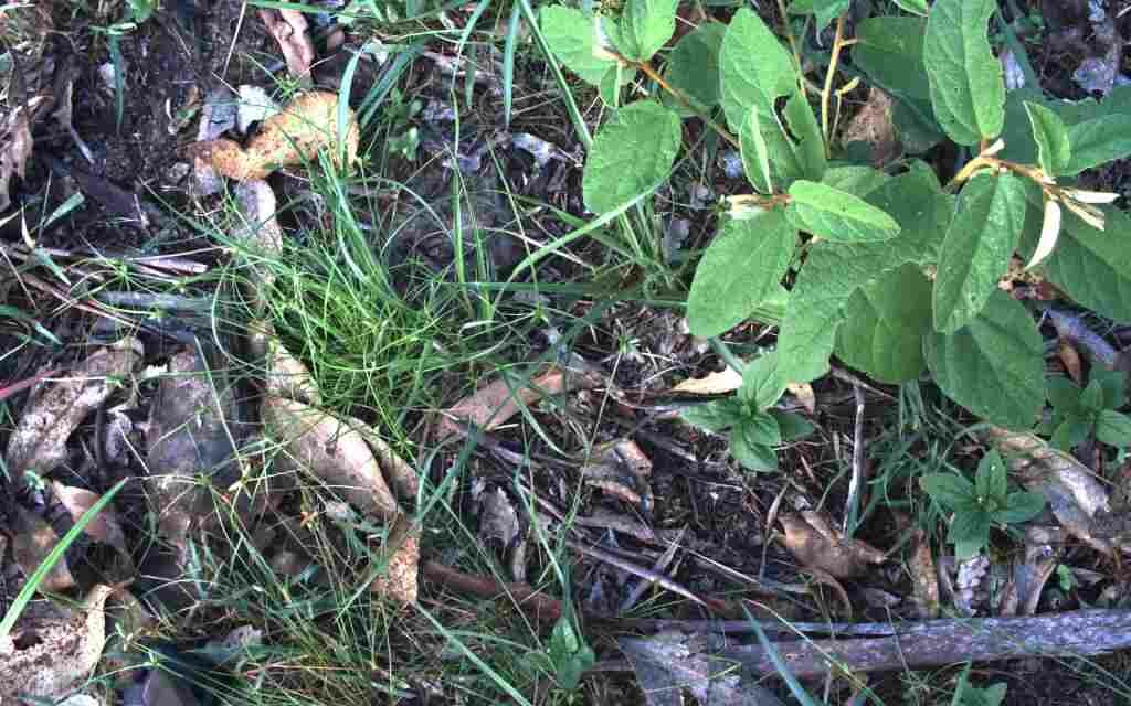 DeepWeeds: A Multiclass Weed Species Image Dataset for Deep Learning ...