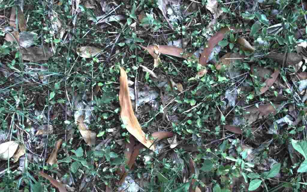 DeepWeeds: A Multiclass Weed Species Image Dataset for Deep Learning ...