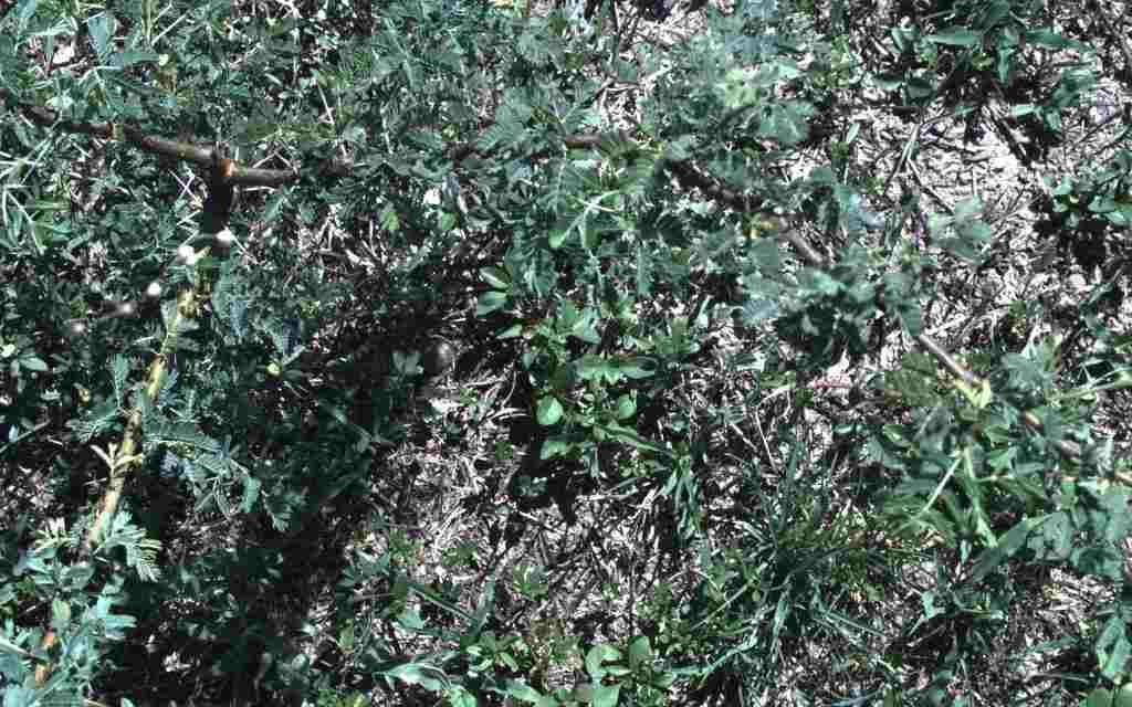 DeepWeeds: A Multiclass Weed Species Image Dataset for Deep Learning ...