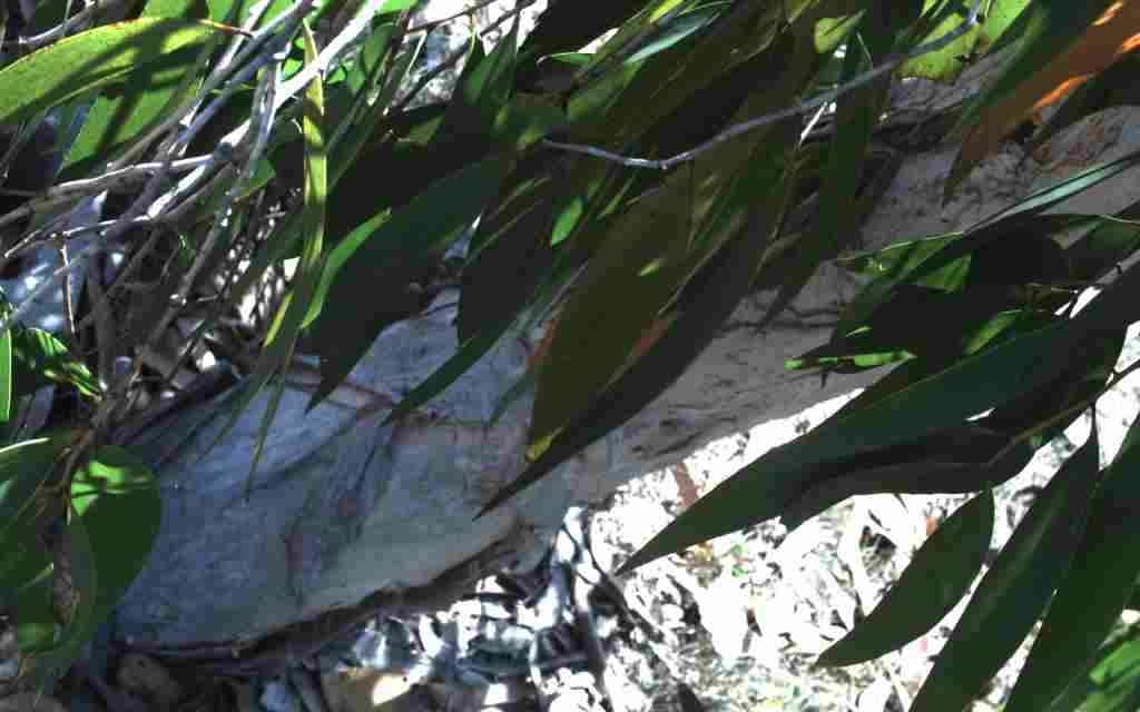 DeepWeeds: A Multiclass Weed Species Image Dataset for Deep Learning ...