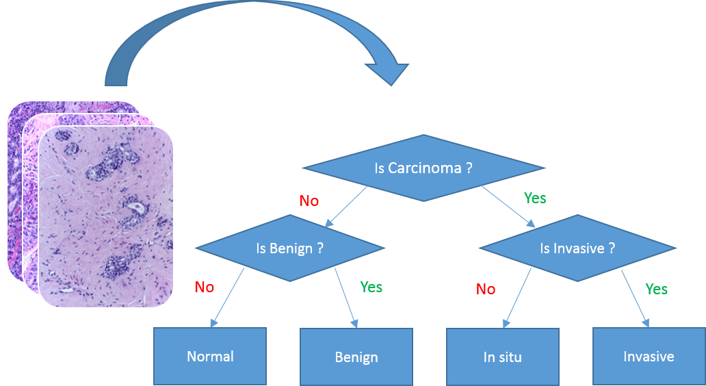 Hierarchical ResNeXt Models for Breast Cancer Histology Image ...
