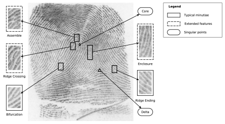 Improving Automated Latent Fingerprint Identification using Extended ...