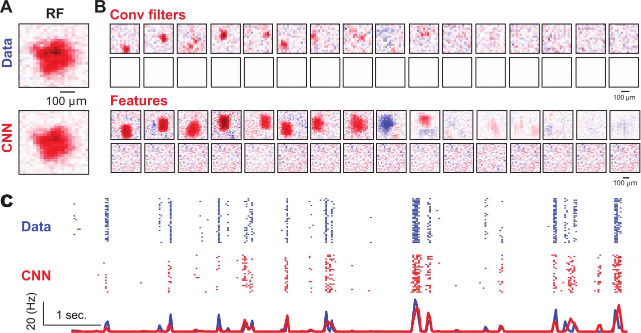 Revealing Fine Structures of the Retinal Receptive Field by Deep ...