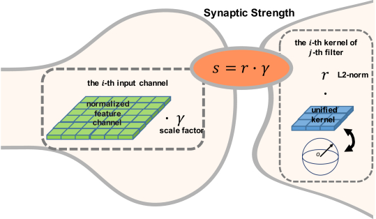 Synaptic Strength For Convolutional Neural Network | DeepAI