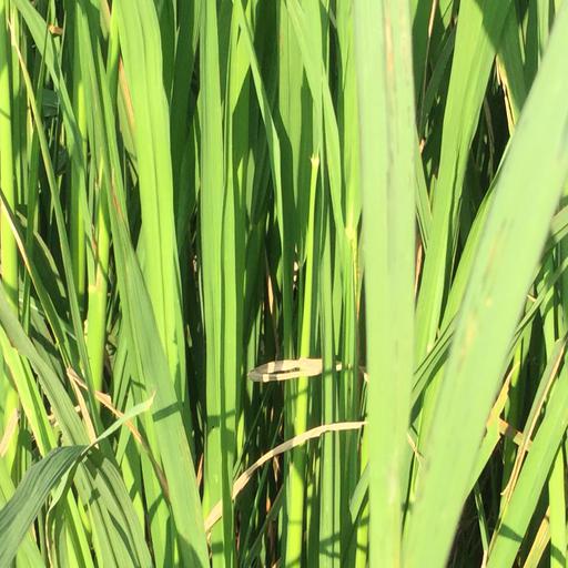 Identification And Recognition Of Rice Diseases And Pests Using Deep