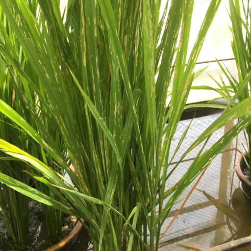 Identification And Recognition Of Rice Diseases And Pests Using Deep Convolutional Neural