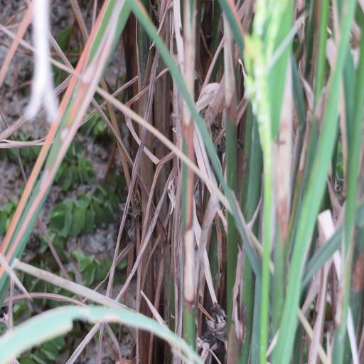 Identification And Recognition Of Rice Diseases And Pests Using Deep Convolutional Neural