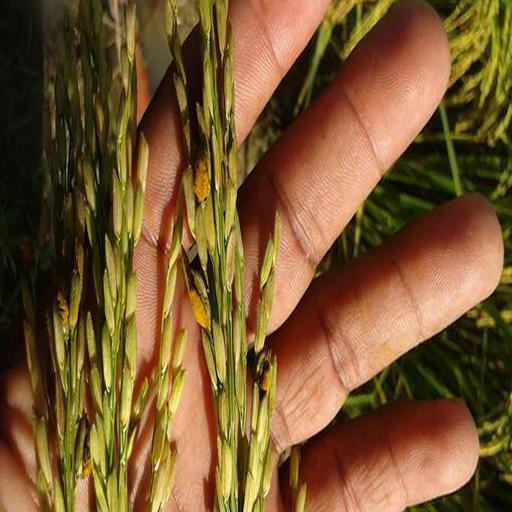 Identification And Recognition Of Rice Diseases And Pests Using Deep