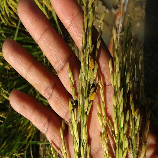 Identification And Recognition Of Rice Diseases And Pests Using Deep