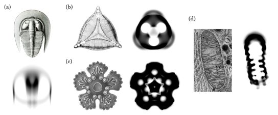 Lenia - Biology of Artificial Life | DeepAI
