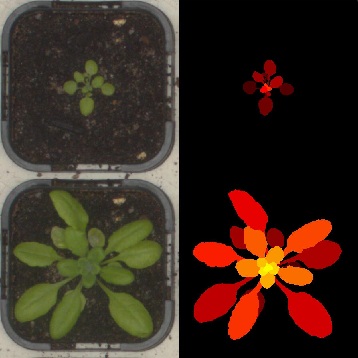 Leaf segmentation through the classification of edges | DeepAI