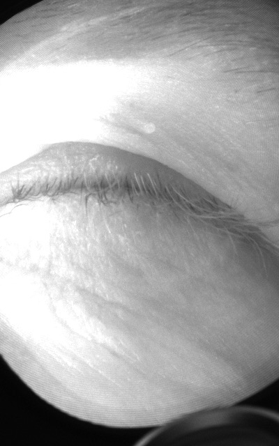 OpenEDS: Open Eye Dataset | DeepAI