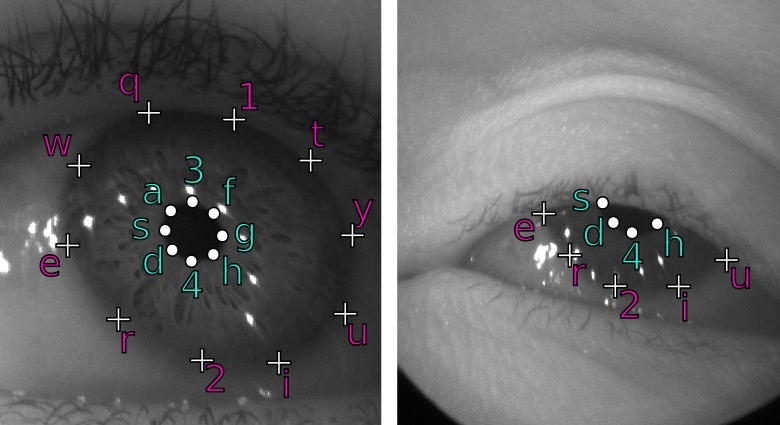 OpenEDS: Open Eye Dataset | DeepAI