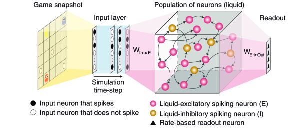 Reinforcement Learning with Low-Complexity Liquid State Machines | DeepAI