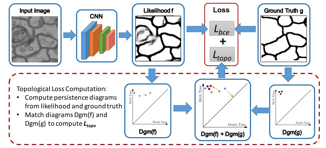 Topology-Preserving Deep Image Segmentation | DeepAI