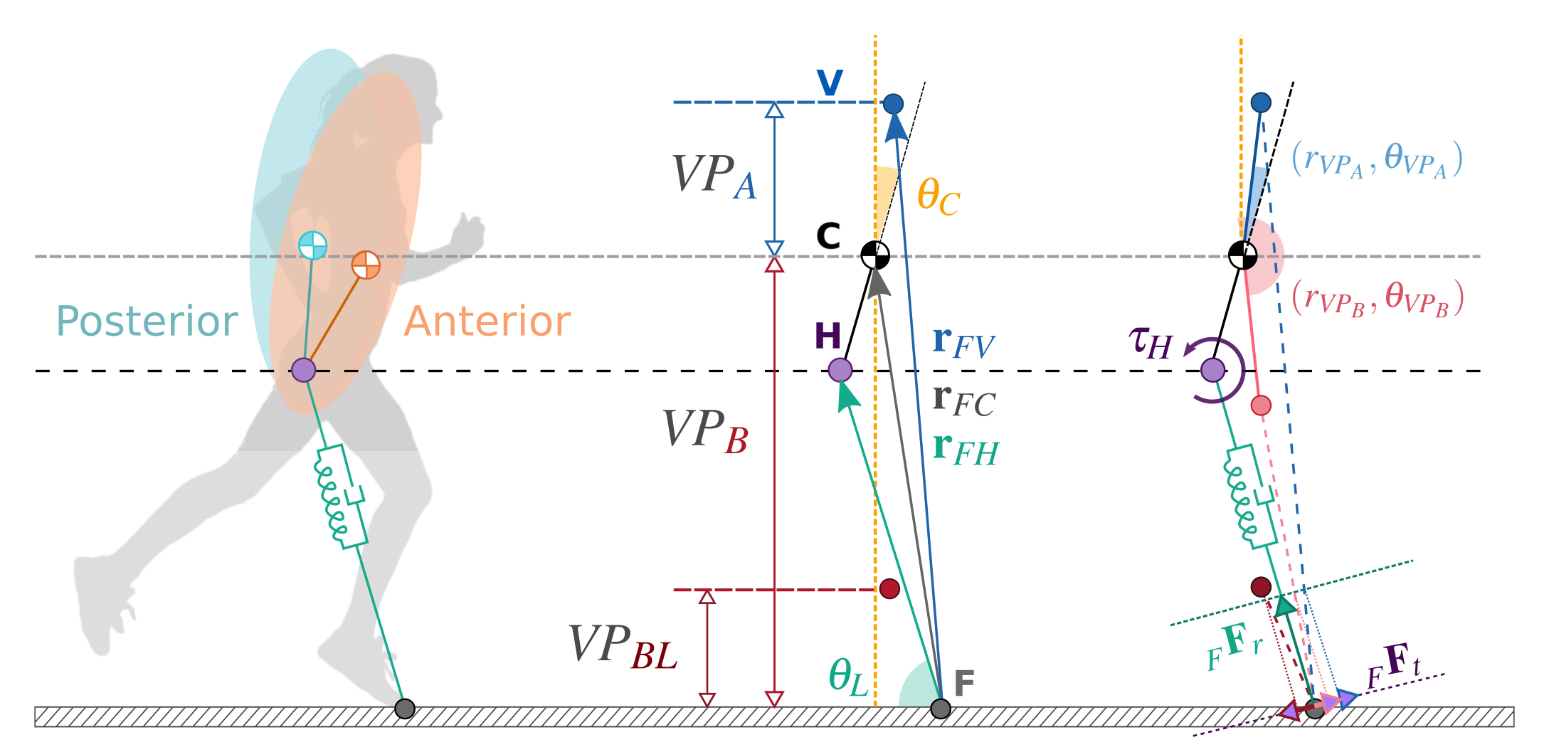 Trunk Pitch Oscillations for Joint Load Redistribution in Humans and ...