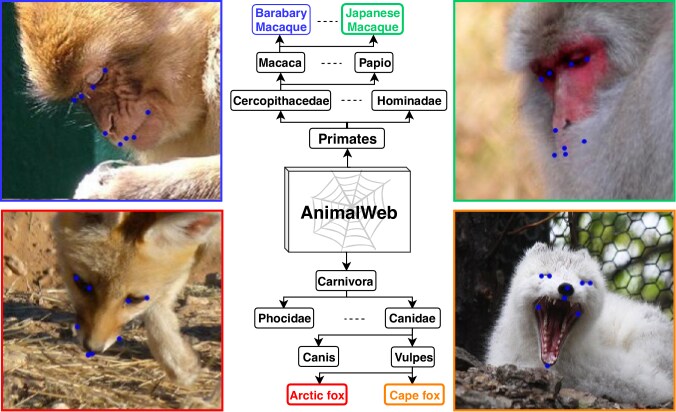 AnimalWeb: A Large-Scale Hierarchical Dataset of Annotated Animal Faces ...
