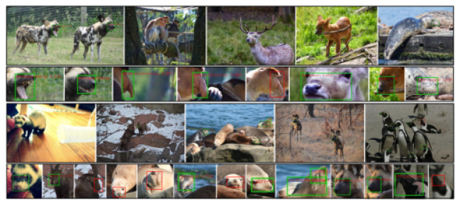 AnimalWeb: A Large-Scale Hierarchical Dataset of Annotated Animal Faces ...