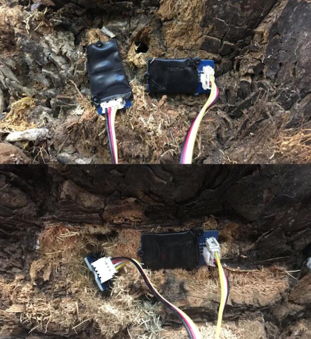 Smart Palm: An IoT Framework for Red Palm Weevil Early Detection | DeepAI