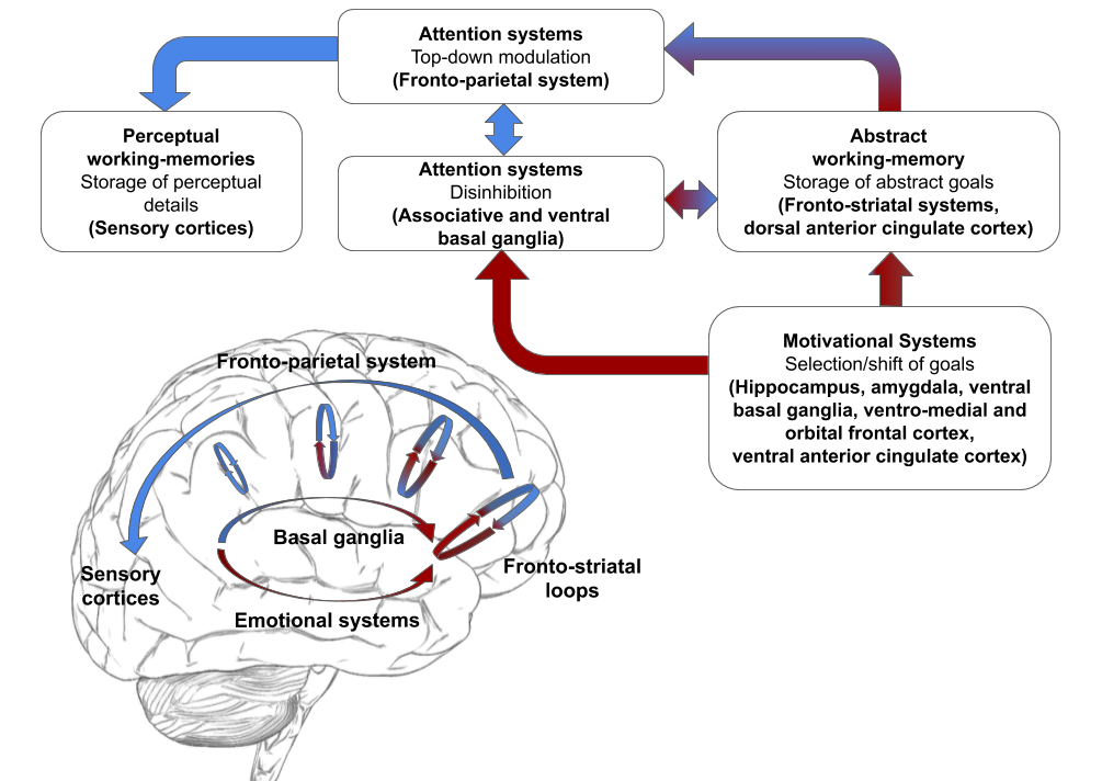 Representation Internal-Manipulation (RIM): A Neuro-Inspired ...