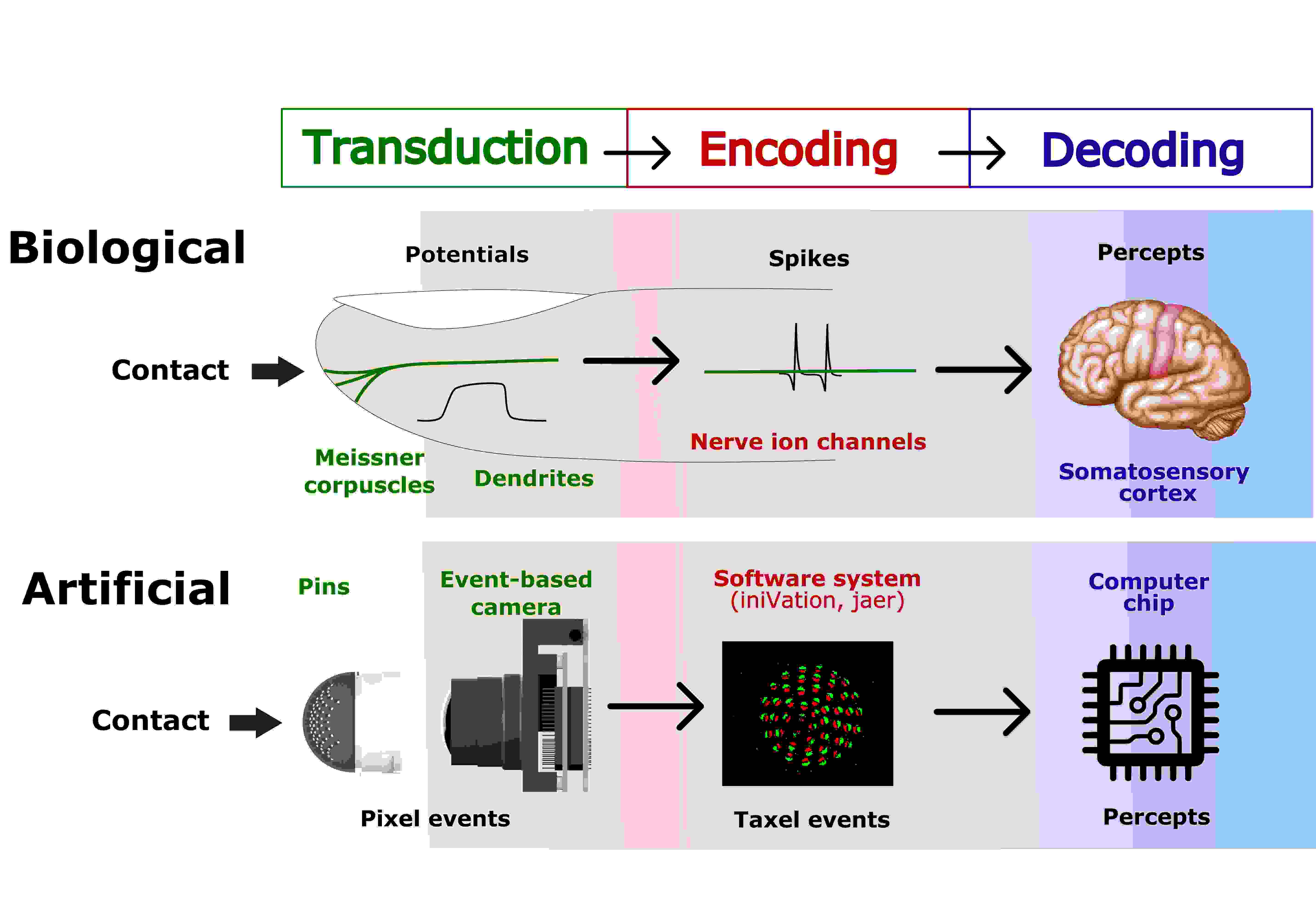 NeuroTac: A Neuromorphic Optical Tactile Sensor applied to Texture ...