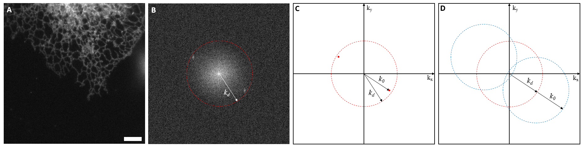 ML-SIM: A deep neural network for reconstruction of structured ...