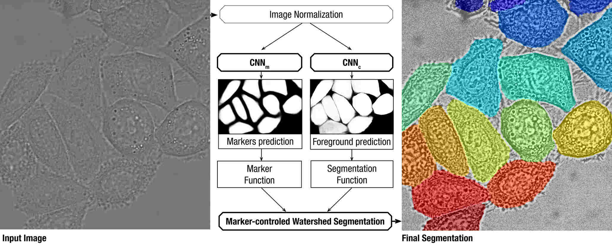 Cell Segmentation By Combining Marker Controlled Watershed And Deep Learning Deepai 