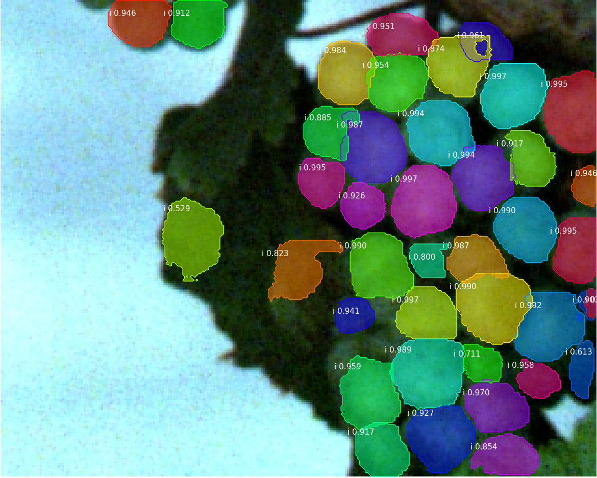 Counting of Grapevine Berries in Images via Semantic Segmentation using Convolutional Neural ...
