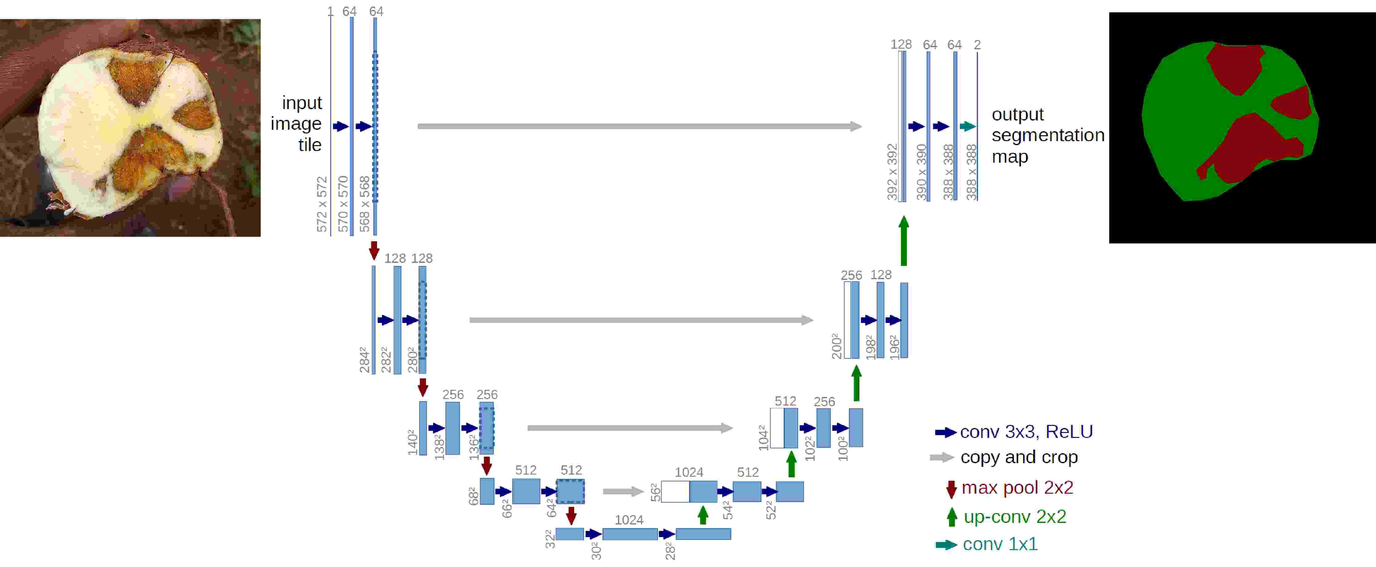 Scoring Root Necrosis in Cassava Using Semantic Segmentation | DeepAI