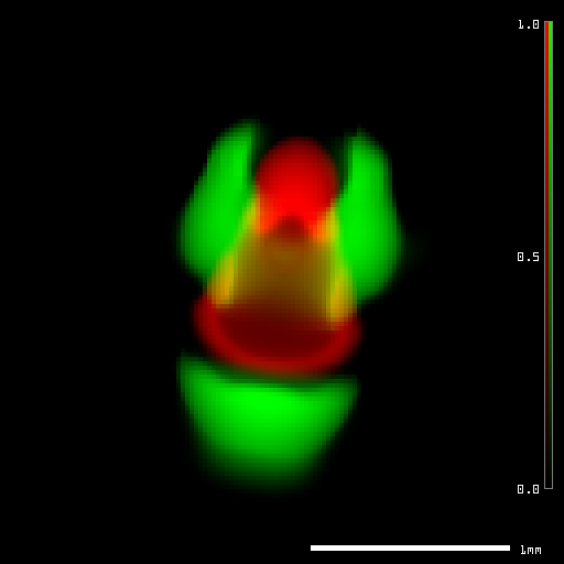 Lenia and Expanded Universe | DeepAI