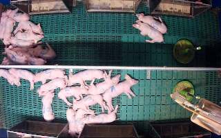 Panoptic Instance Segmentation on Pigs | DeepAI