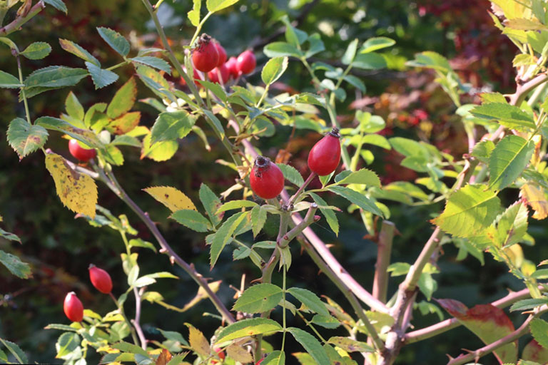 Rendering Natural Camera Bokeh Effect with Deep Learning | DeepAI